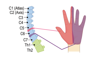Doctor’s insights into causes of numbness in hands: Five tips to ...